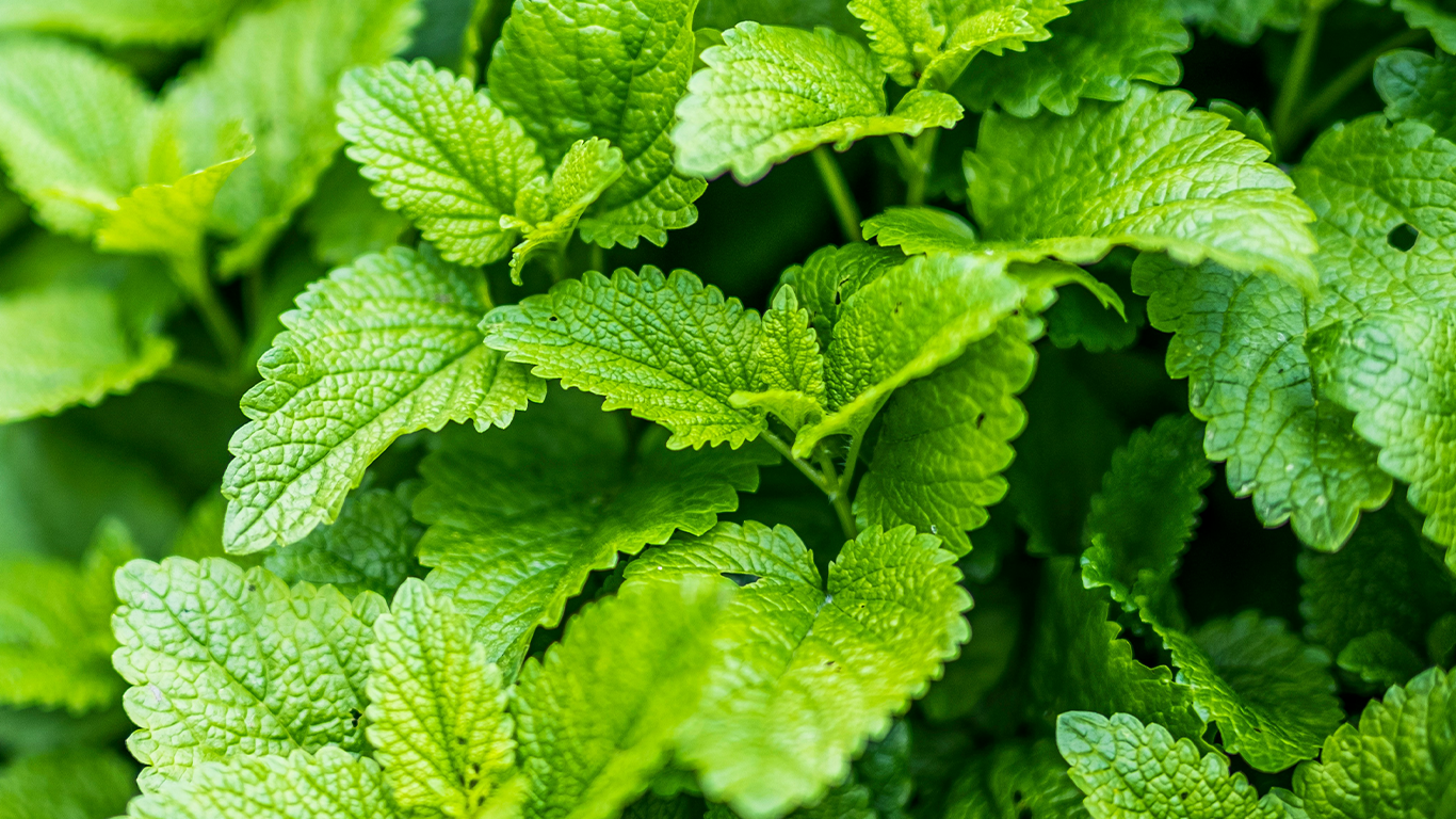 Daily Gut - Digestion and Gut Microbiome Support